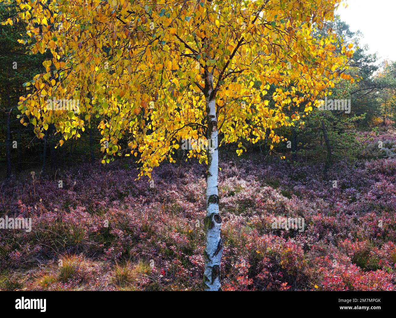 Europe, Germany, Bavaria, Bavarian Rhön Biosphere Reserve, Fladungen ...