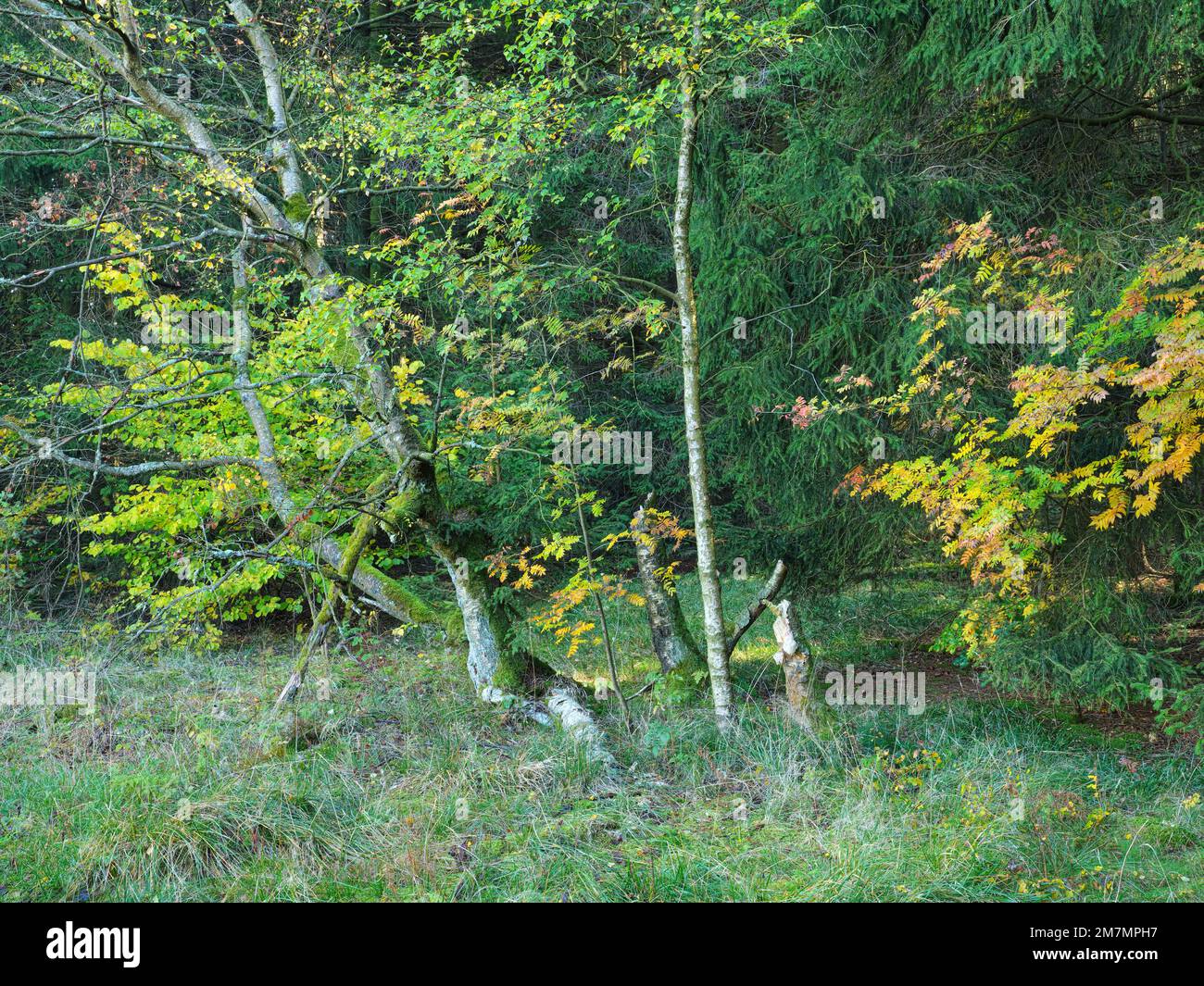 Europe, Germany, Bavaria, Bavarian Rhön Biosphere Reserve, Fladungen ...