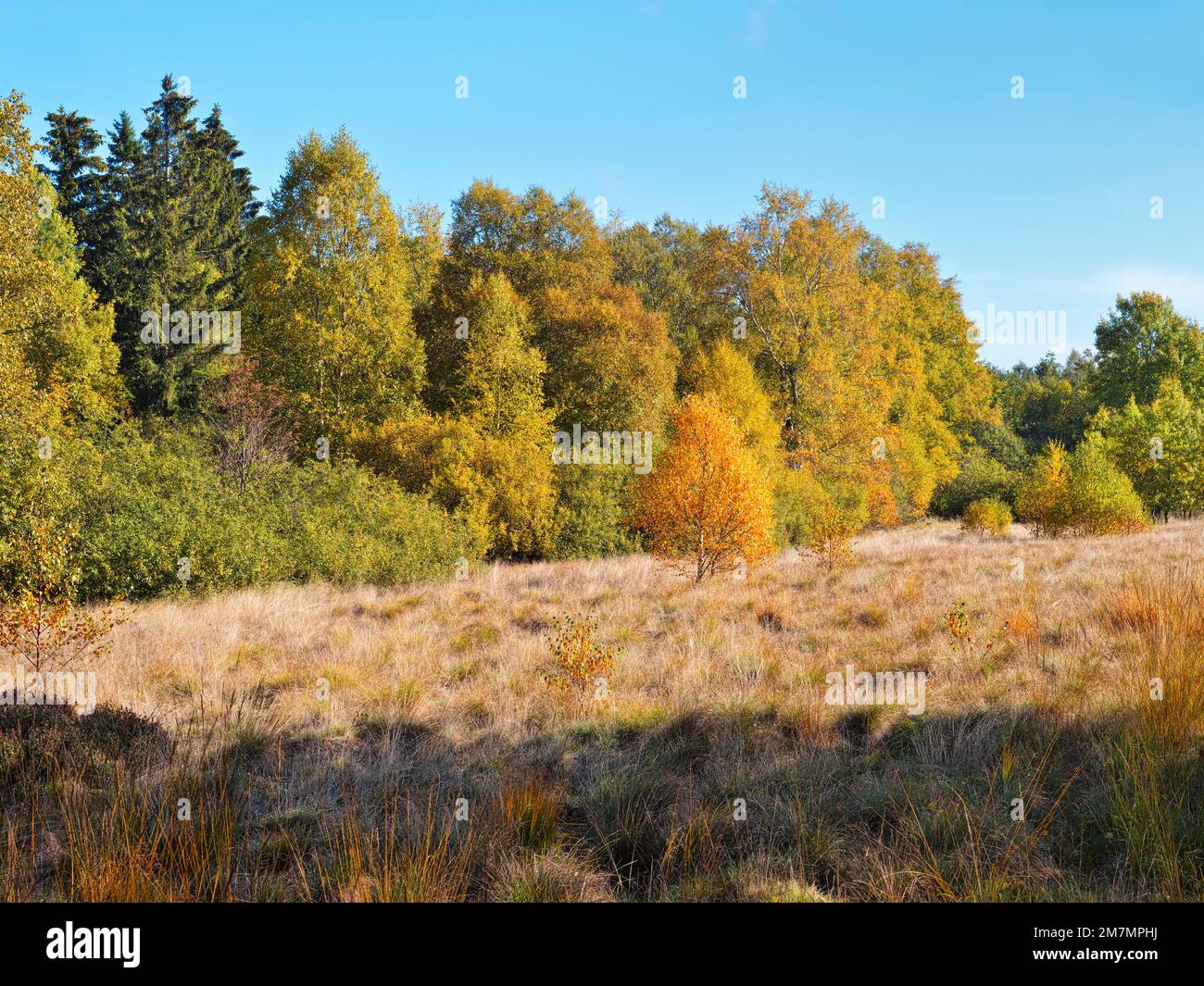 Bog birch hi-res stock photography and images - Alamy