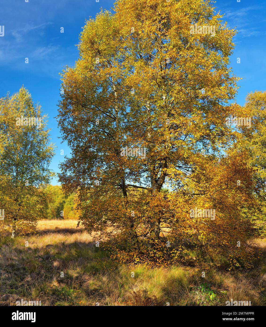 Europe, Germany, Bavaria, Bavarian Rhön Biosphere Reserve, Fladungen ...