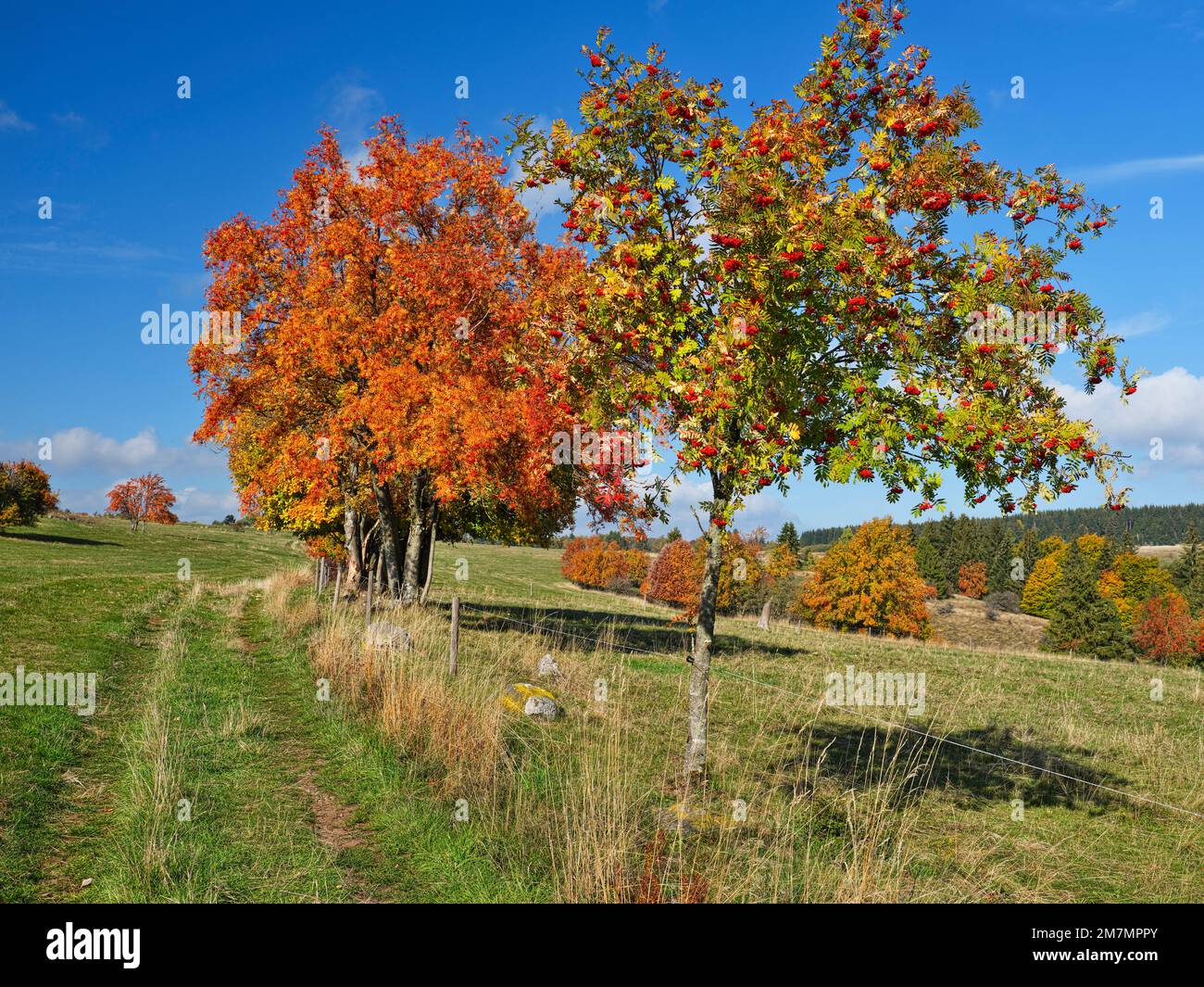 Europe, Germany, Bavaria, Biosphere Reserve Bavarian Rhön, Fladungen ...