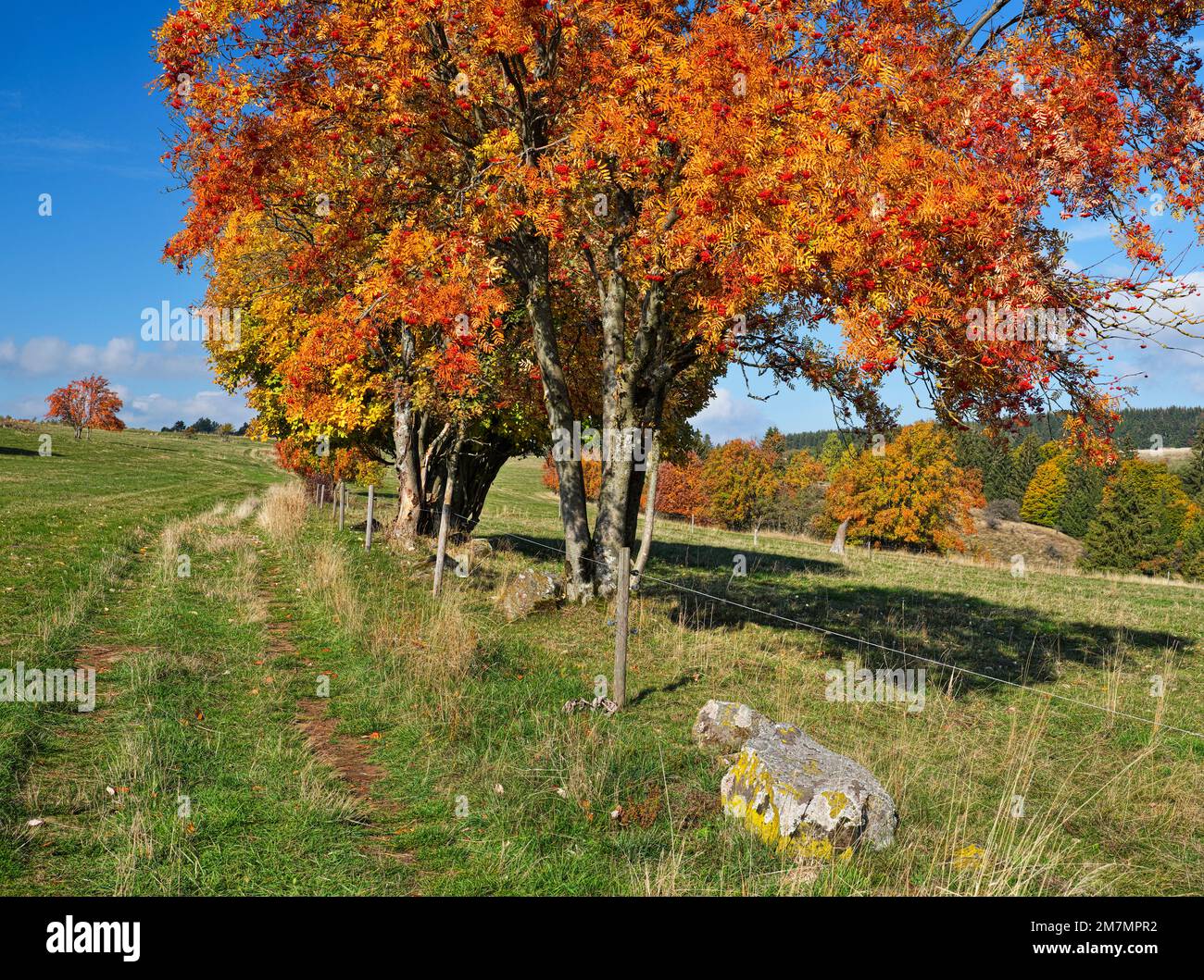 Europe, Germany, Bavaria, Biosphere Reserve Bavarian Rhön, Fladungen ...