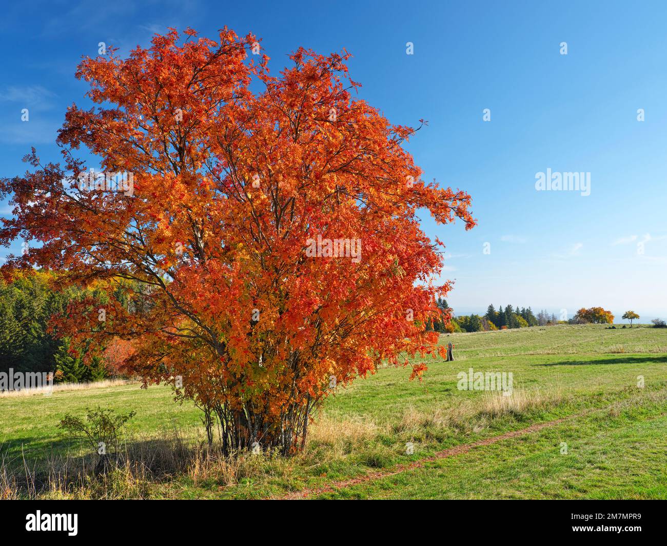 Europe, Germany, Bavaria, Biosphere Reserve Bavarian Rhön, Fladungen ...