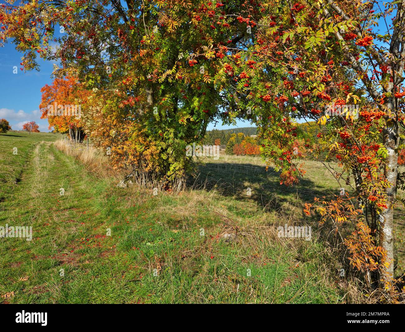 Europe, Germany, Bavaria, Biosphere Reserve Bavarian Rhön, Fladungen ...