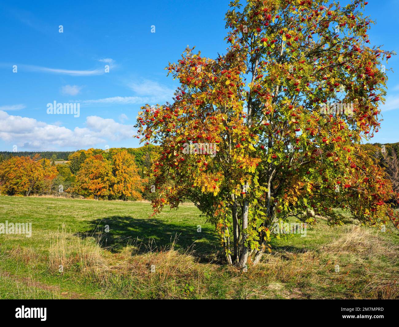 Europe, Germany, Bavaria, Biosphere Reserve Bavarian Rhön, Fladungen ...