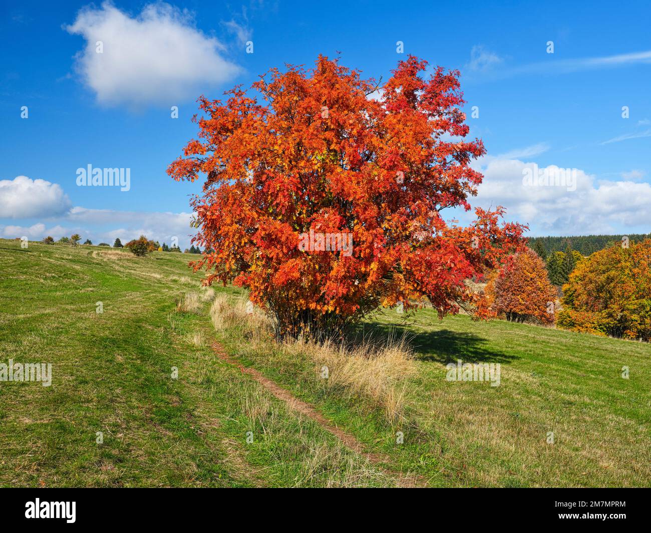 Europe, Germany, Bavaria, Biosphere Reserve Bavarian Rhön, Fladungen ...