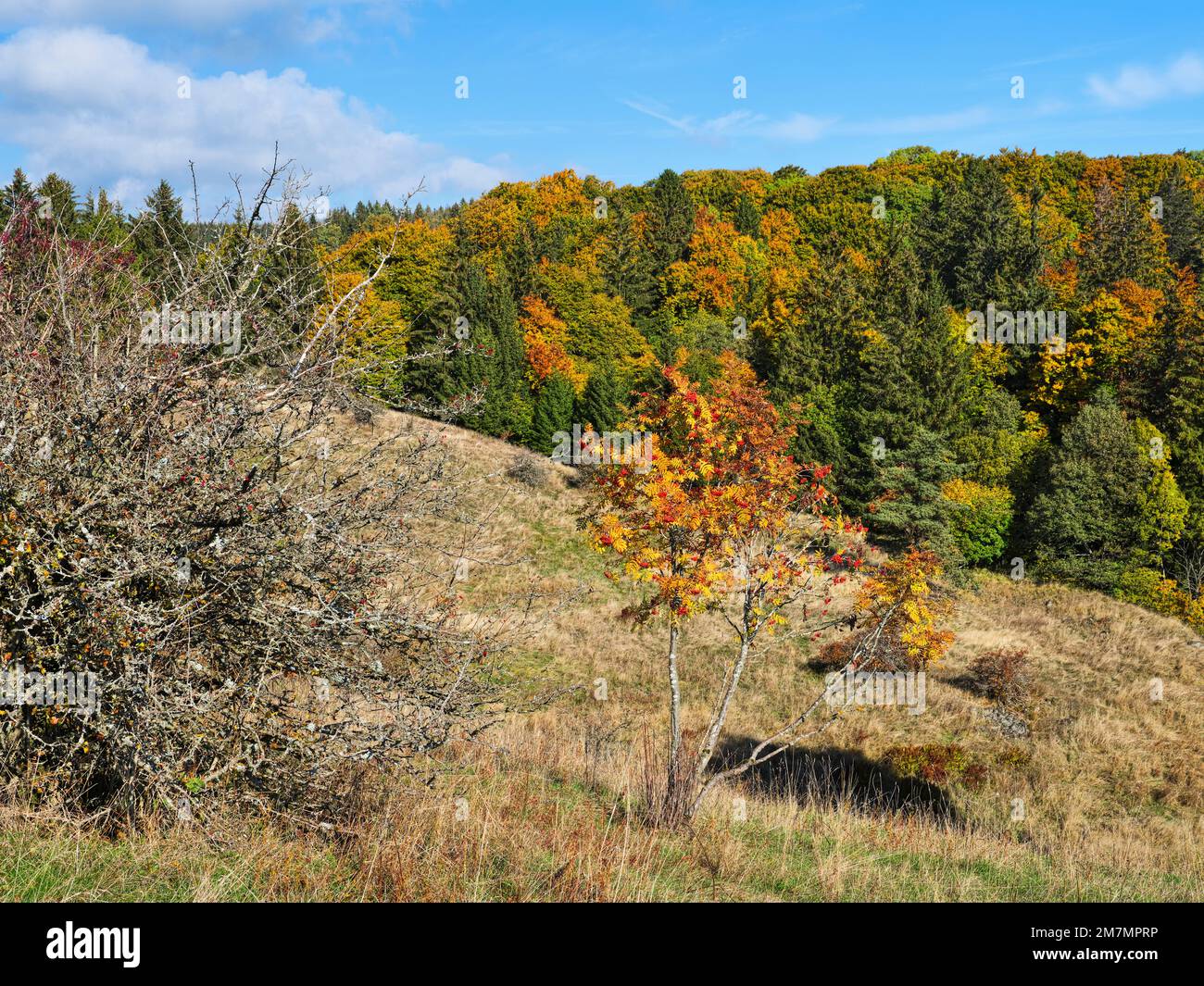 Europe, Germany, Bavaria, Biosphere Reserve Bavarian Rhön, Fladungen ...