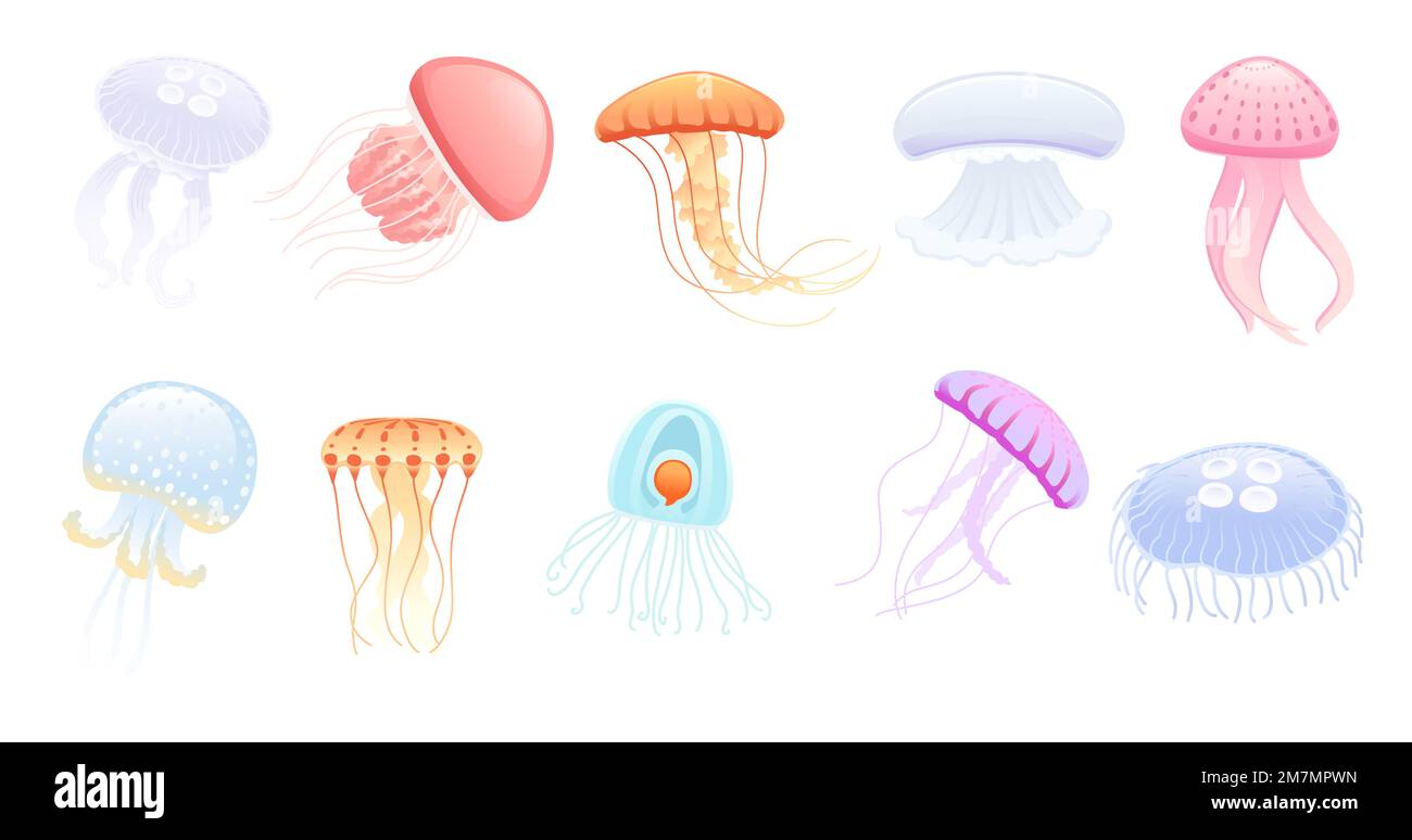 Set of Jellyfish medusa underwater animal colorful vector illustration isolated on white ...