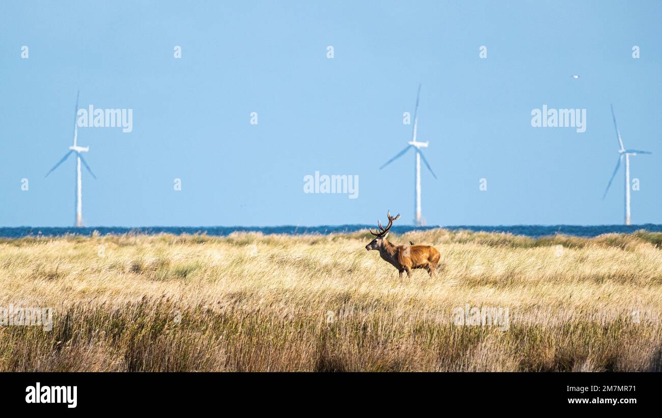 Red deer on the Darss, wind turbines in the background Stock Photo - Alamy