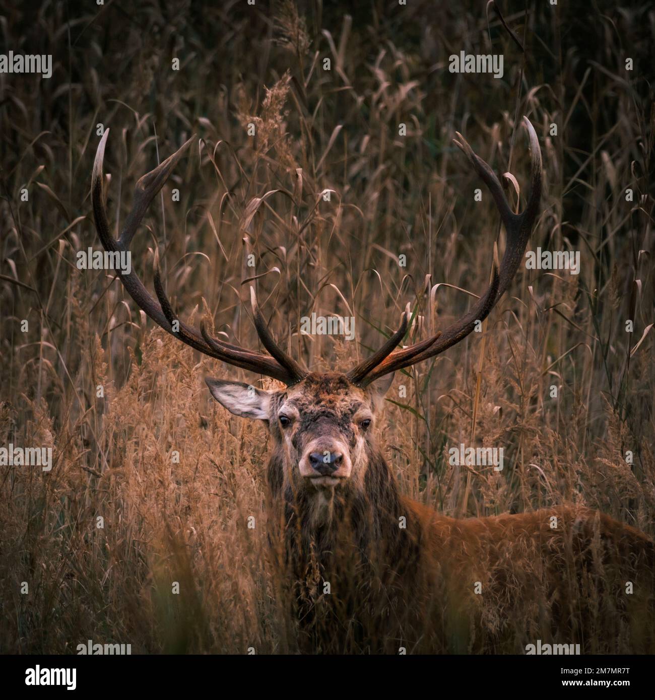 Red deer portrait Stock Photo - Alamy