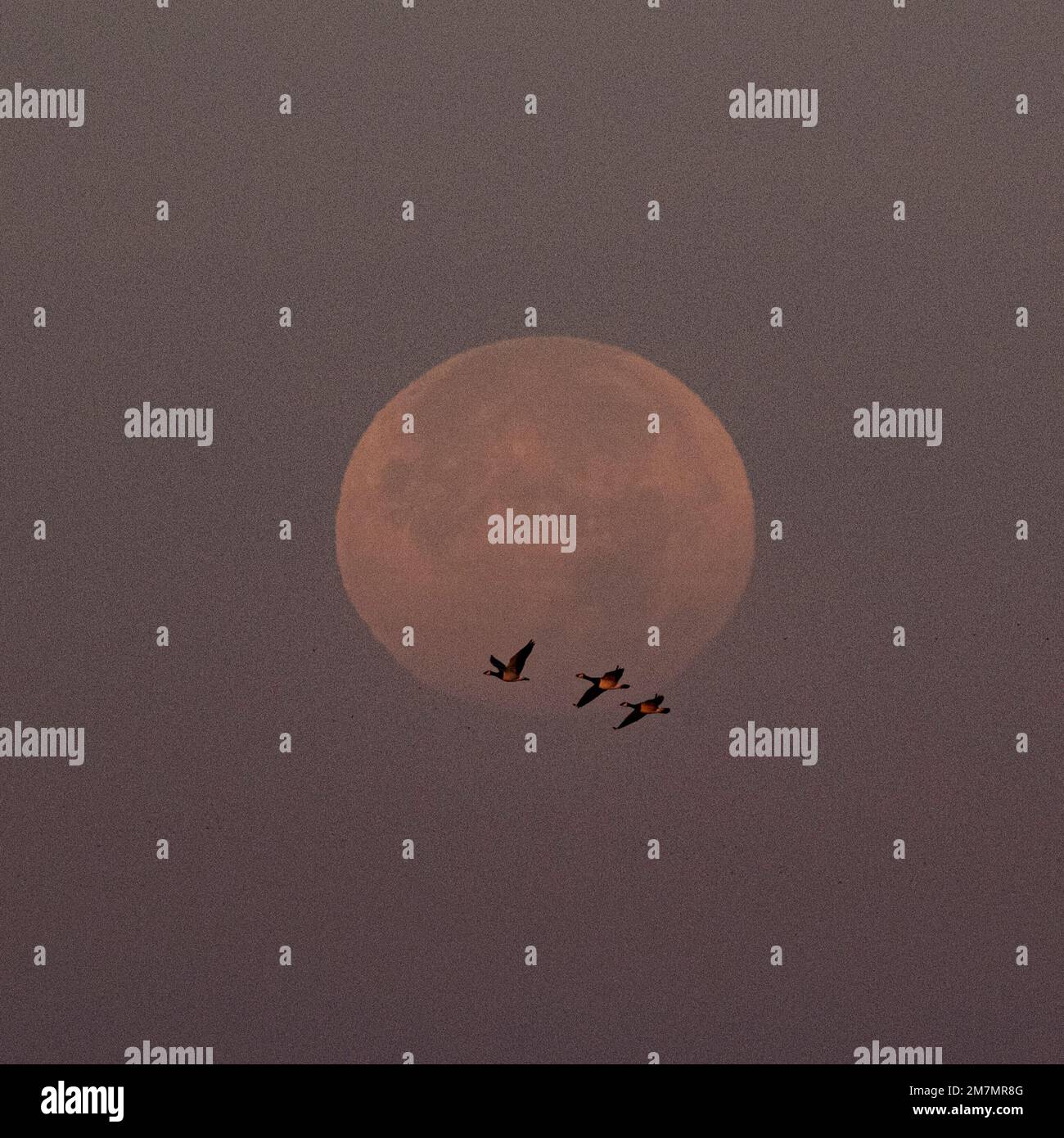 Geese in twilight hi-res stock photography and images - Alamy