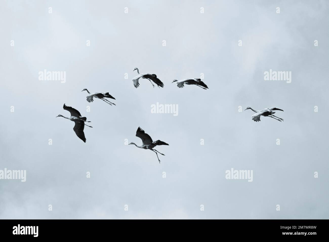 Cranes in flight Stock Photo - Alamy