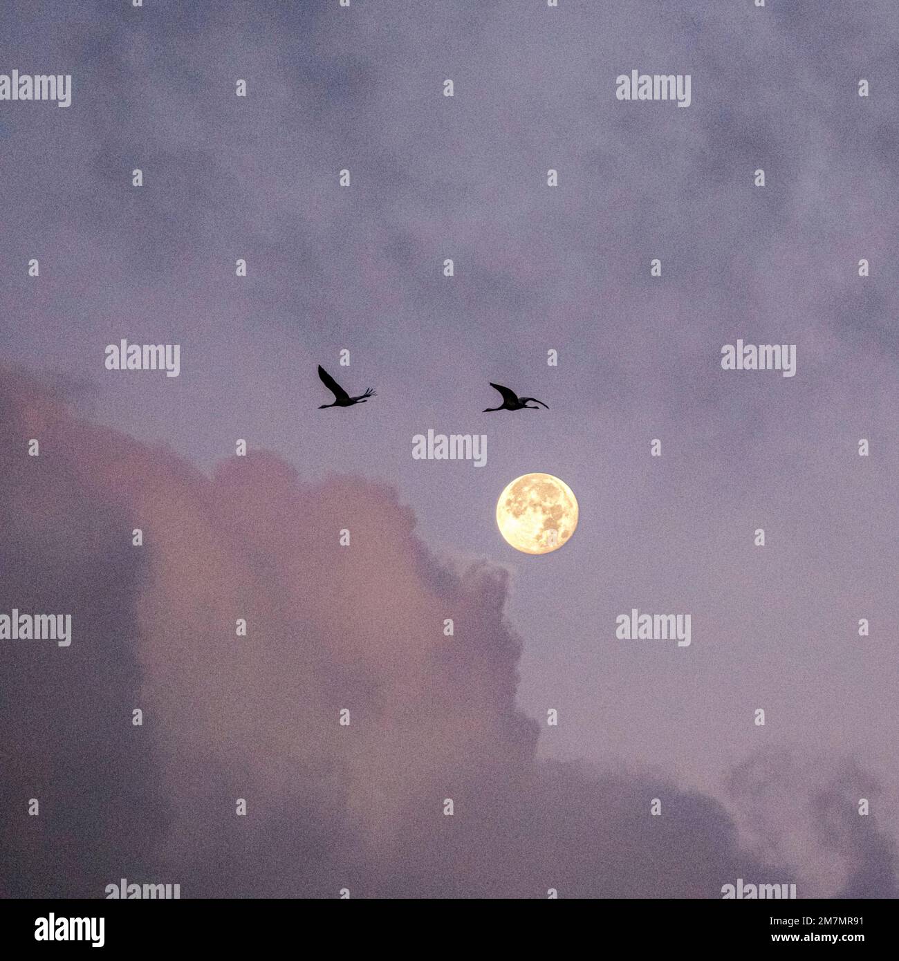 Cranes in flight, sky, clouds, full moon, twilight Stock Photo - Alamy