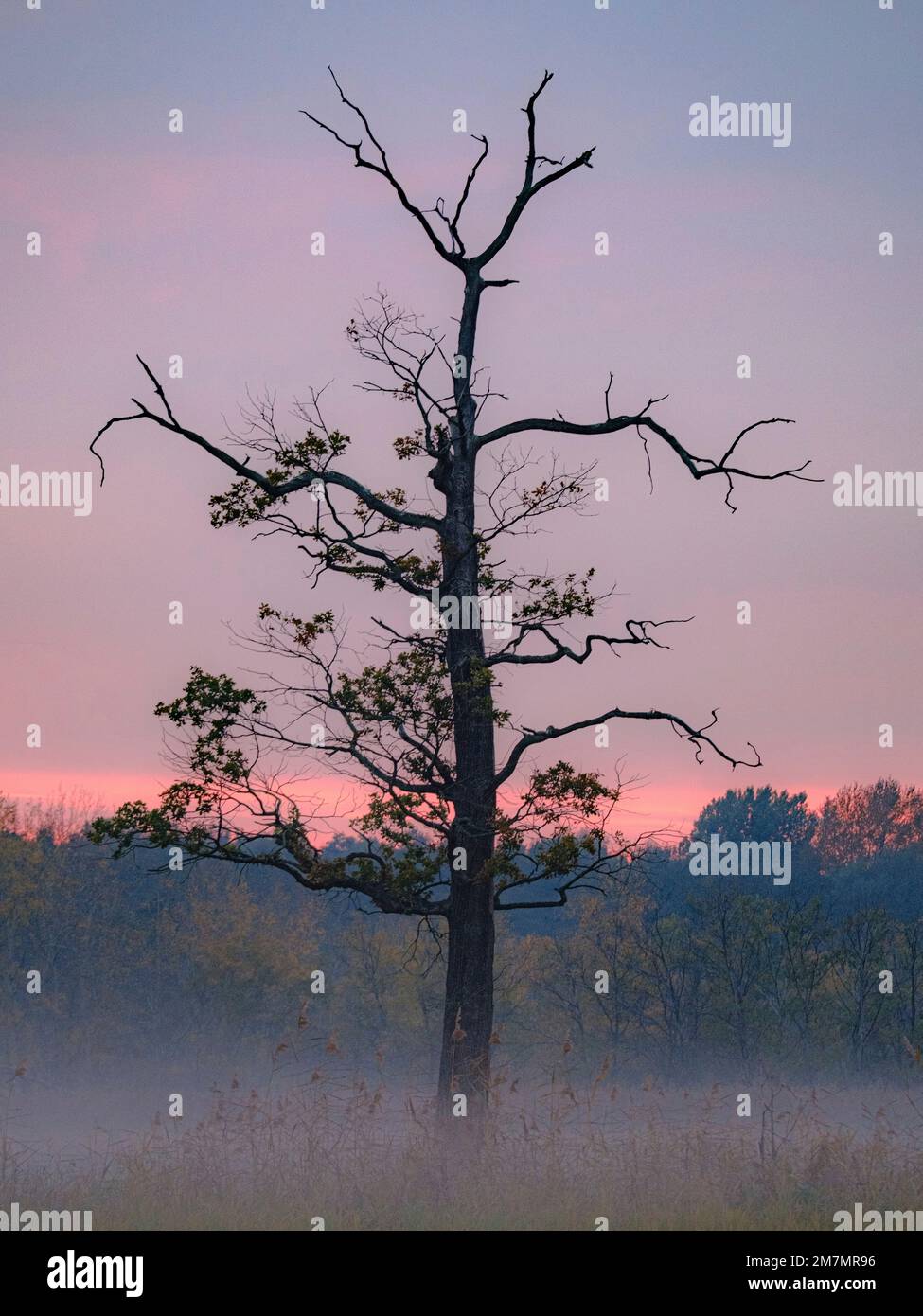 Tree dusk hi-res stock photography and images - Alamy