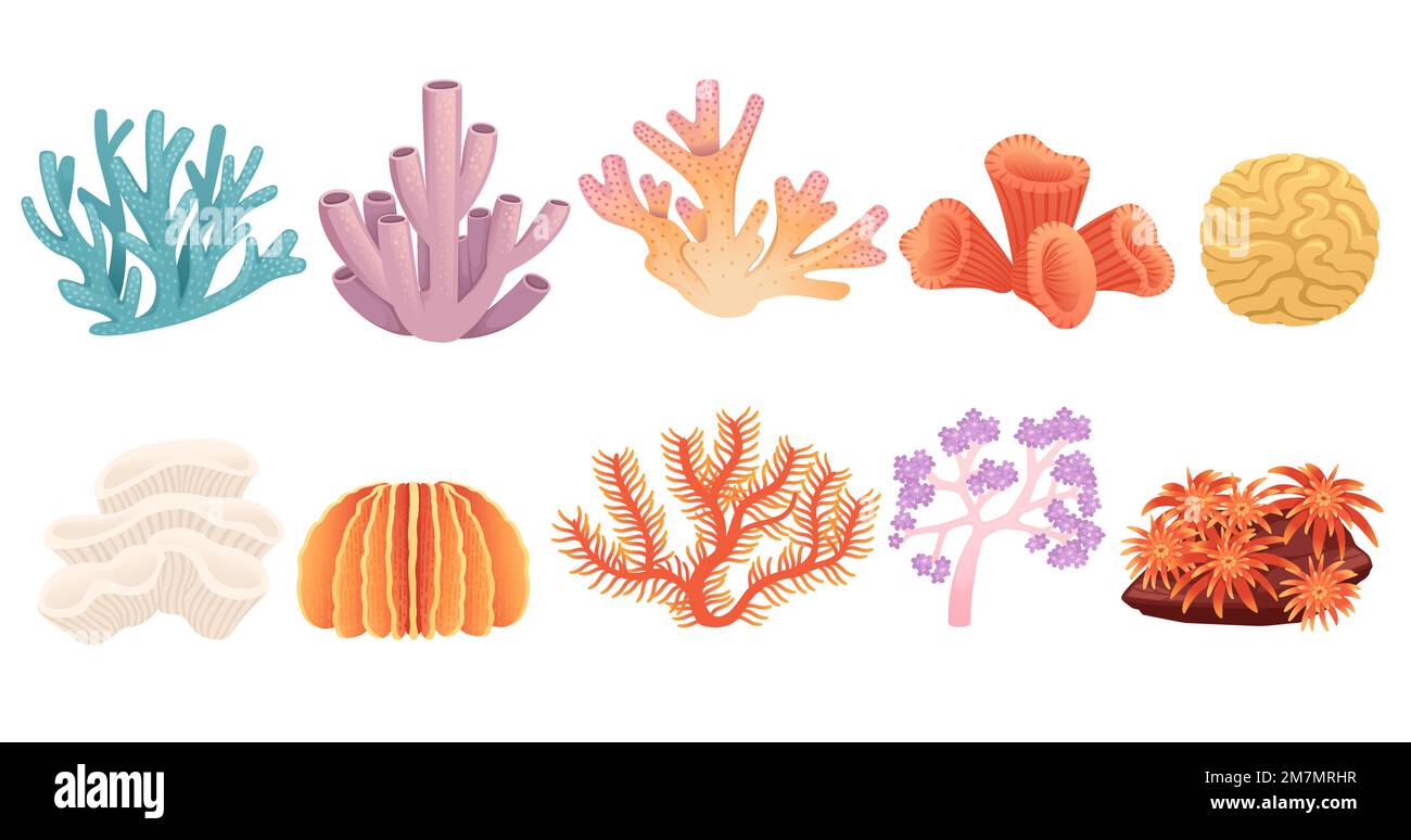 Set of coral tropical underwater sea life vector illustration isolated ...