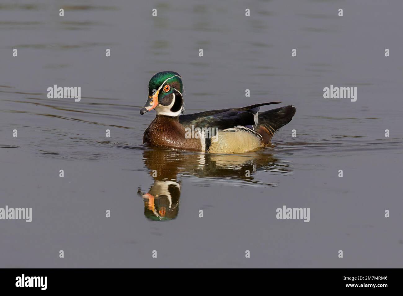 Male Carolina duck (Aix sponsa), also known as the North American wood ...