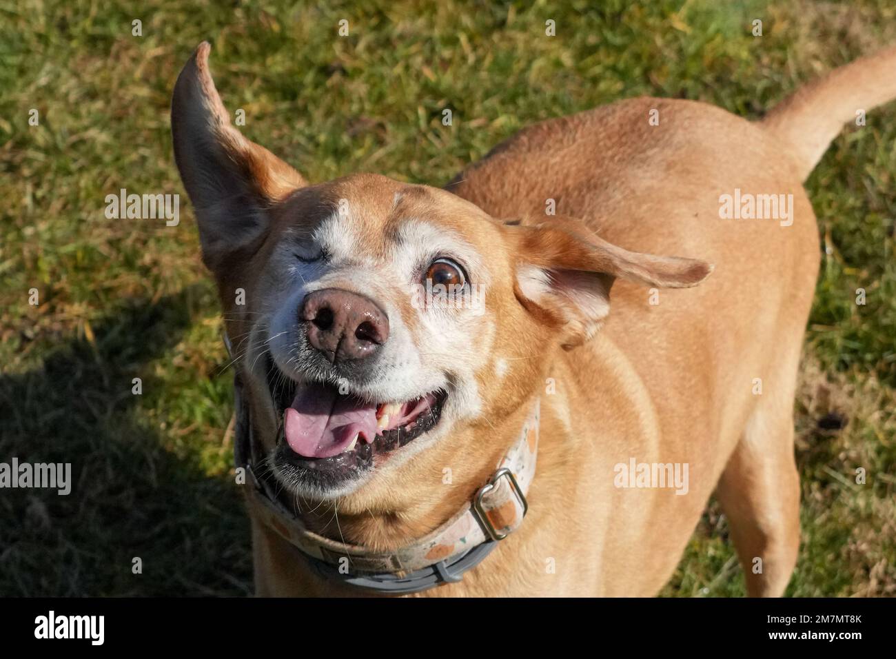 Yellow lab with one eye playing outside. no humans. senior dog. hi-res ...