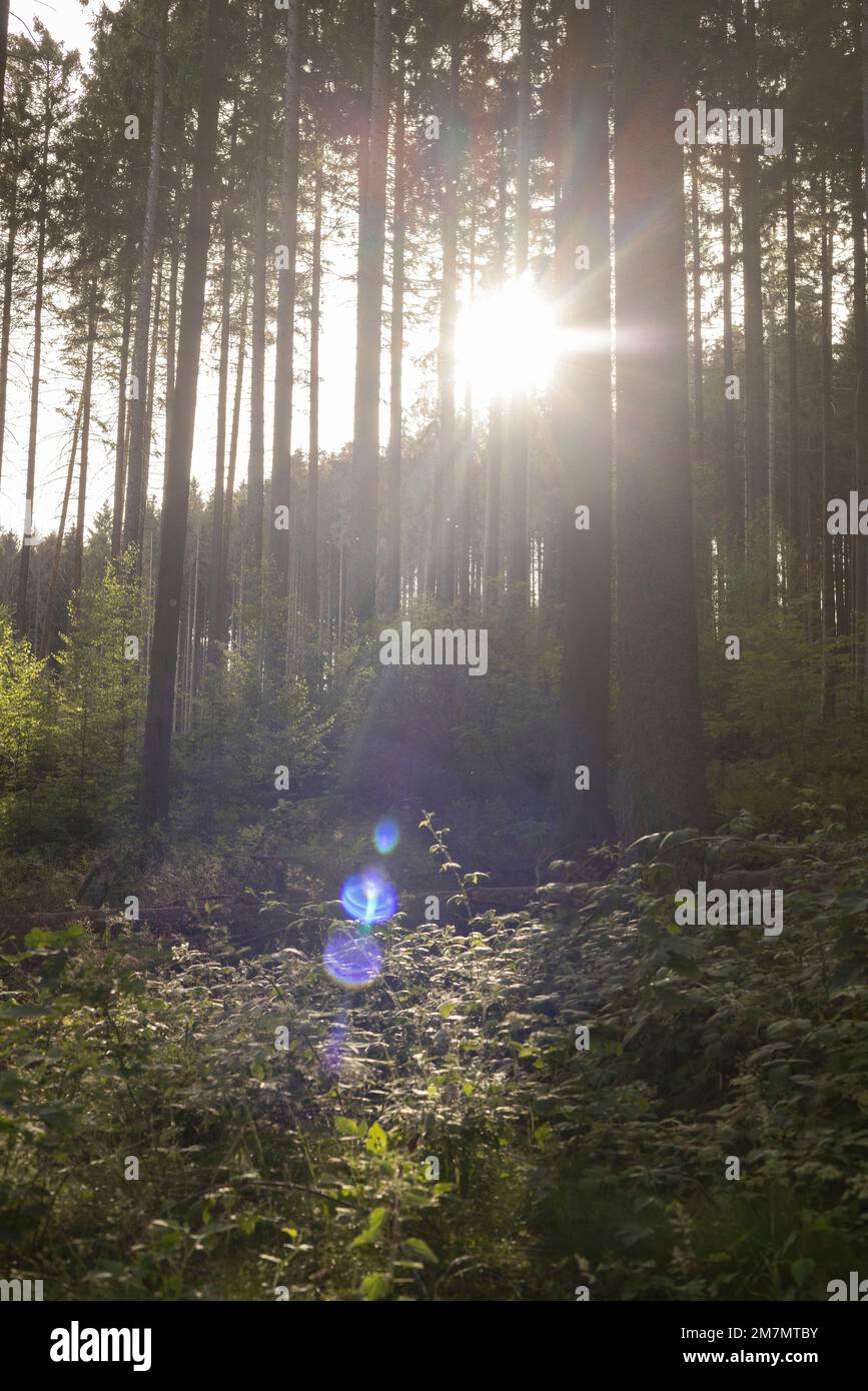 Coniferous forest backlit with lens flare in germany hi-res stock ...