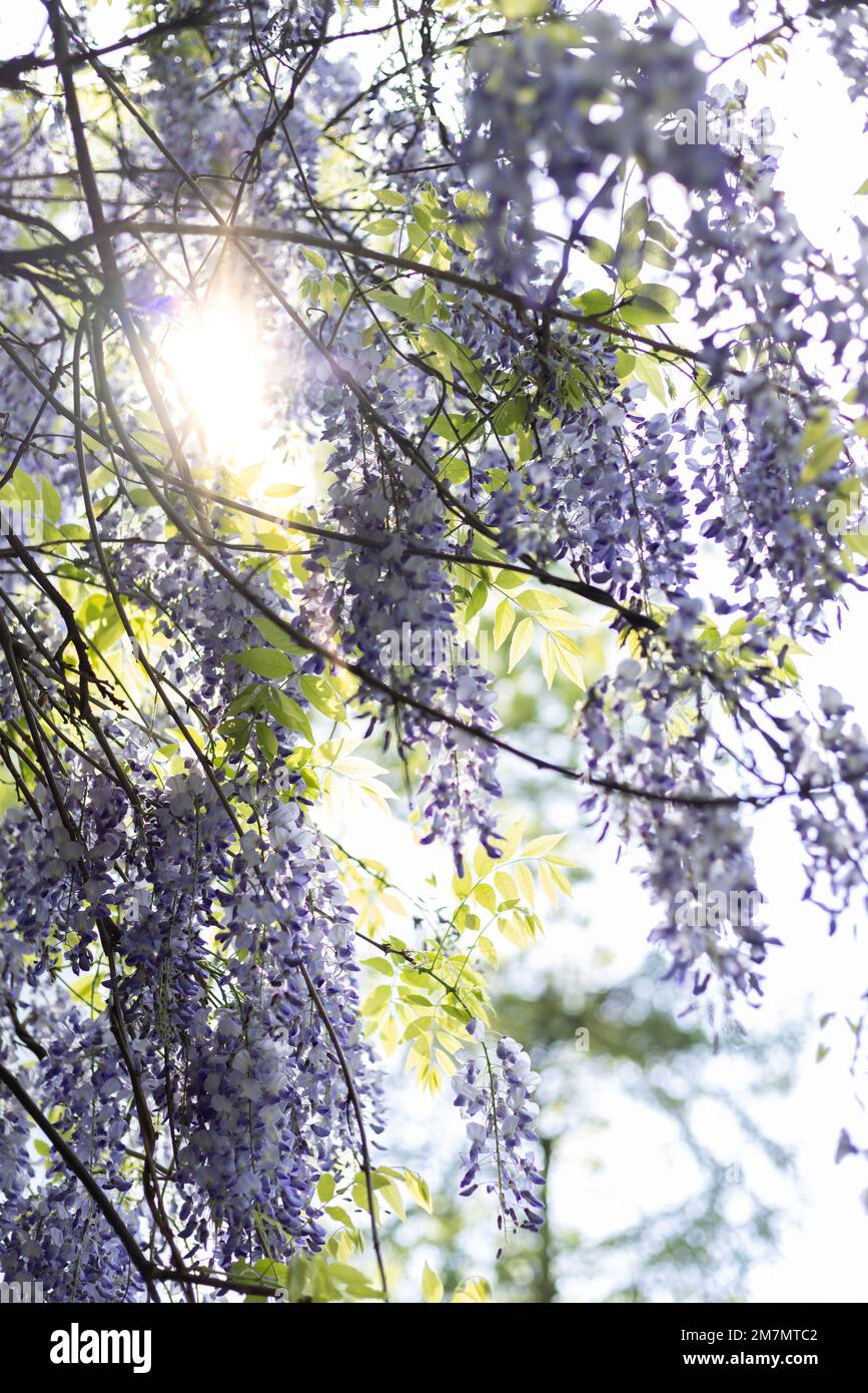 Lush blooming blue vine backlit in germany hi-res stock photography and ...