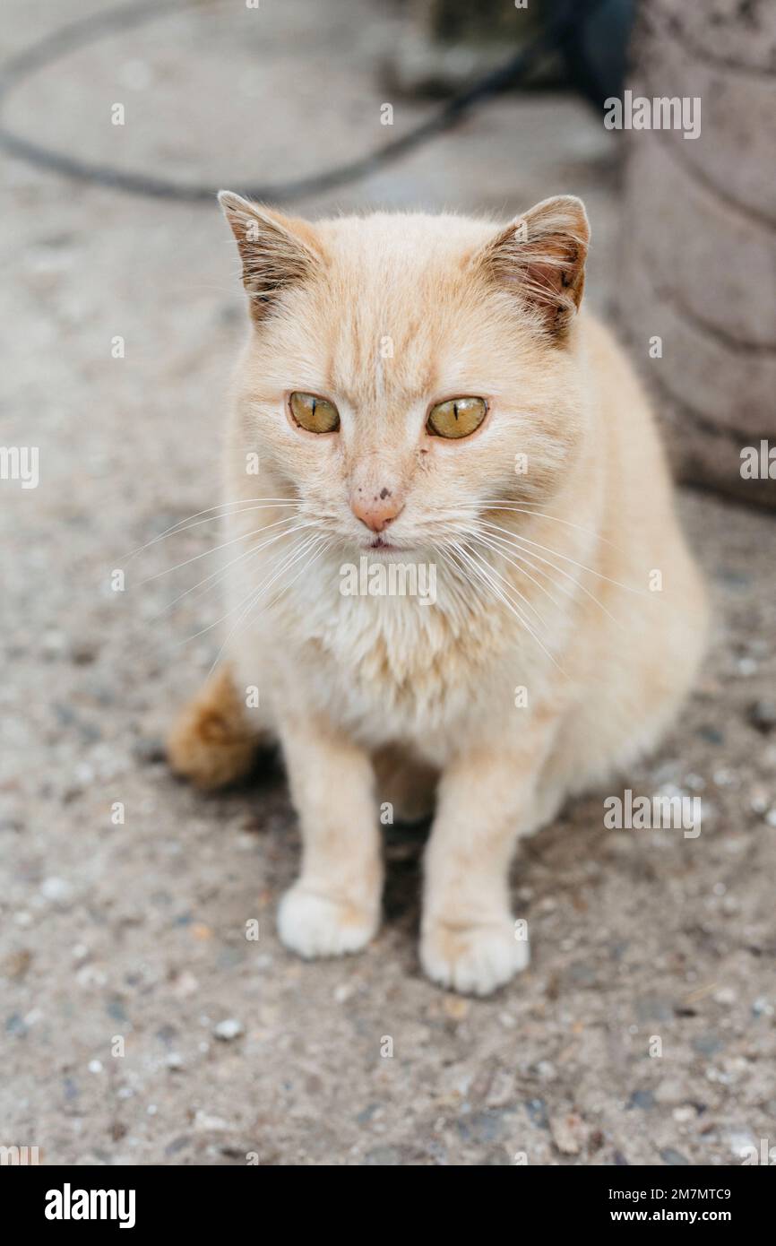 Bright coloured cat hi-res stock photography and images - Alamy