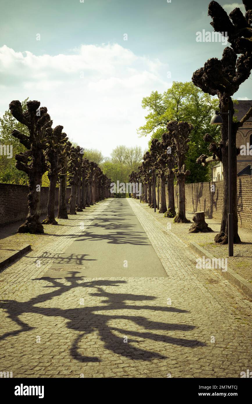 Leafless linden trees cast shadows on a long avenue in Germany Stock ...