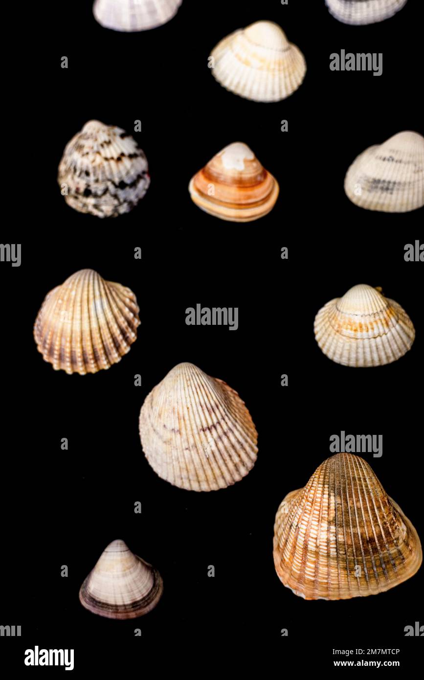 Various shells on dark background Stock Photo - Alamy