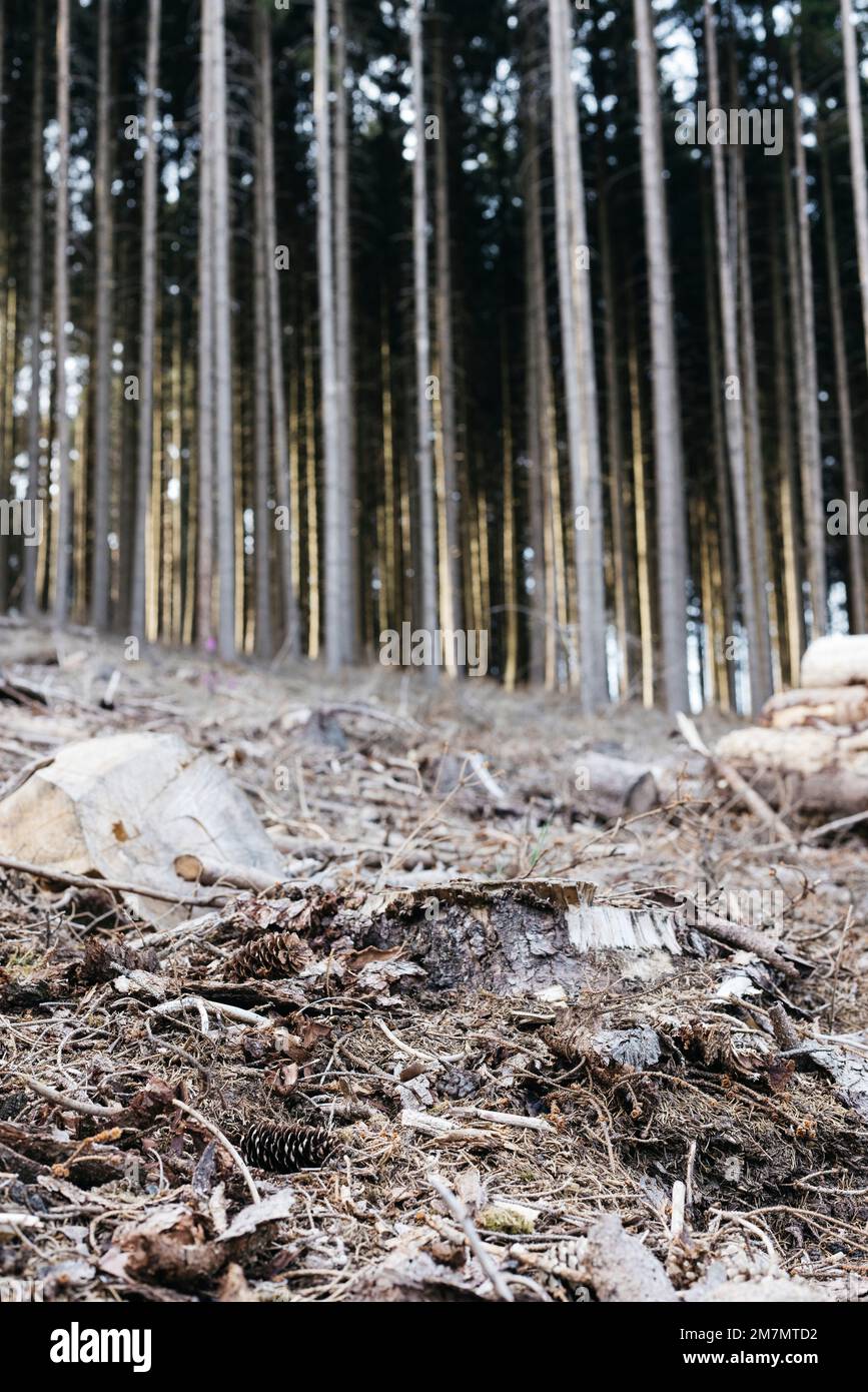 Underside view of coniferous forest behind cleared area Stock Photo - Alamy