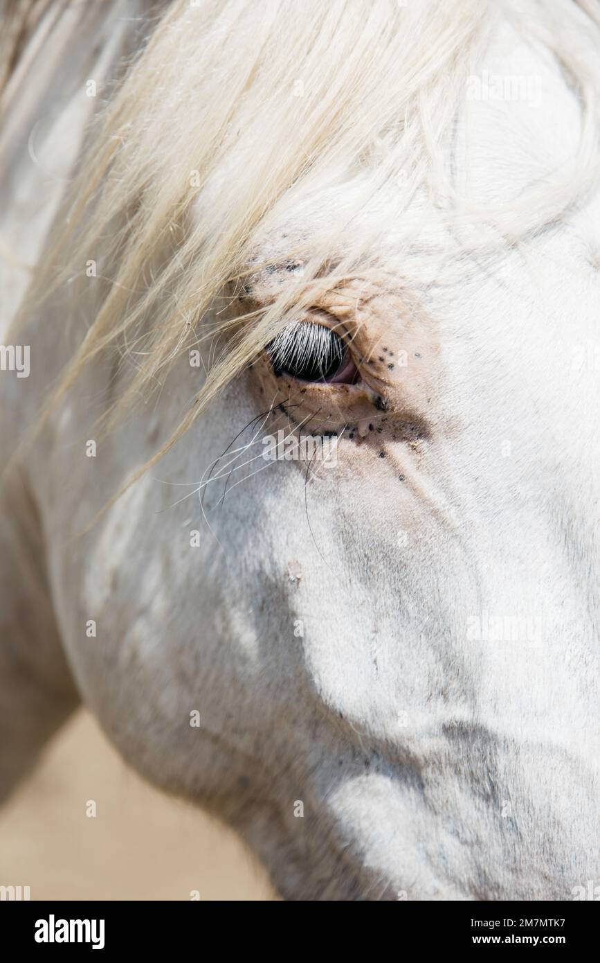 Relaxed white horse with alert eye Stock Photo - Alamy