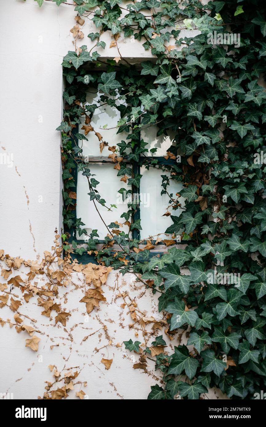 Old transom window of white house overgrown by ivy Stock Photo - Alamy