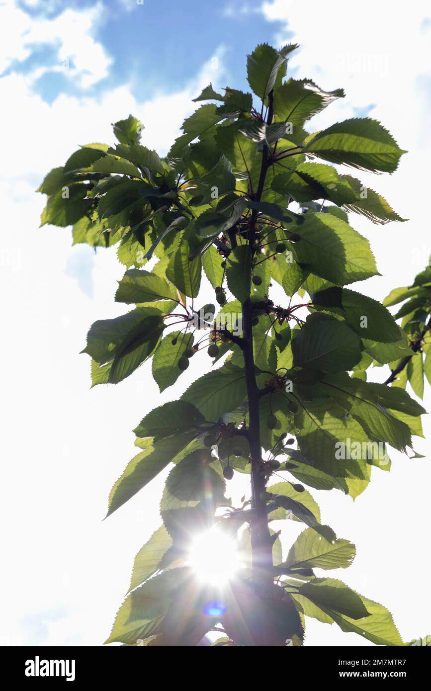Growing under tree hi-res stock photography and images - Alamy