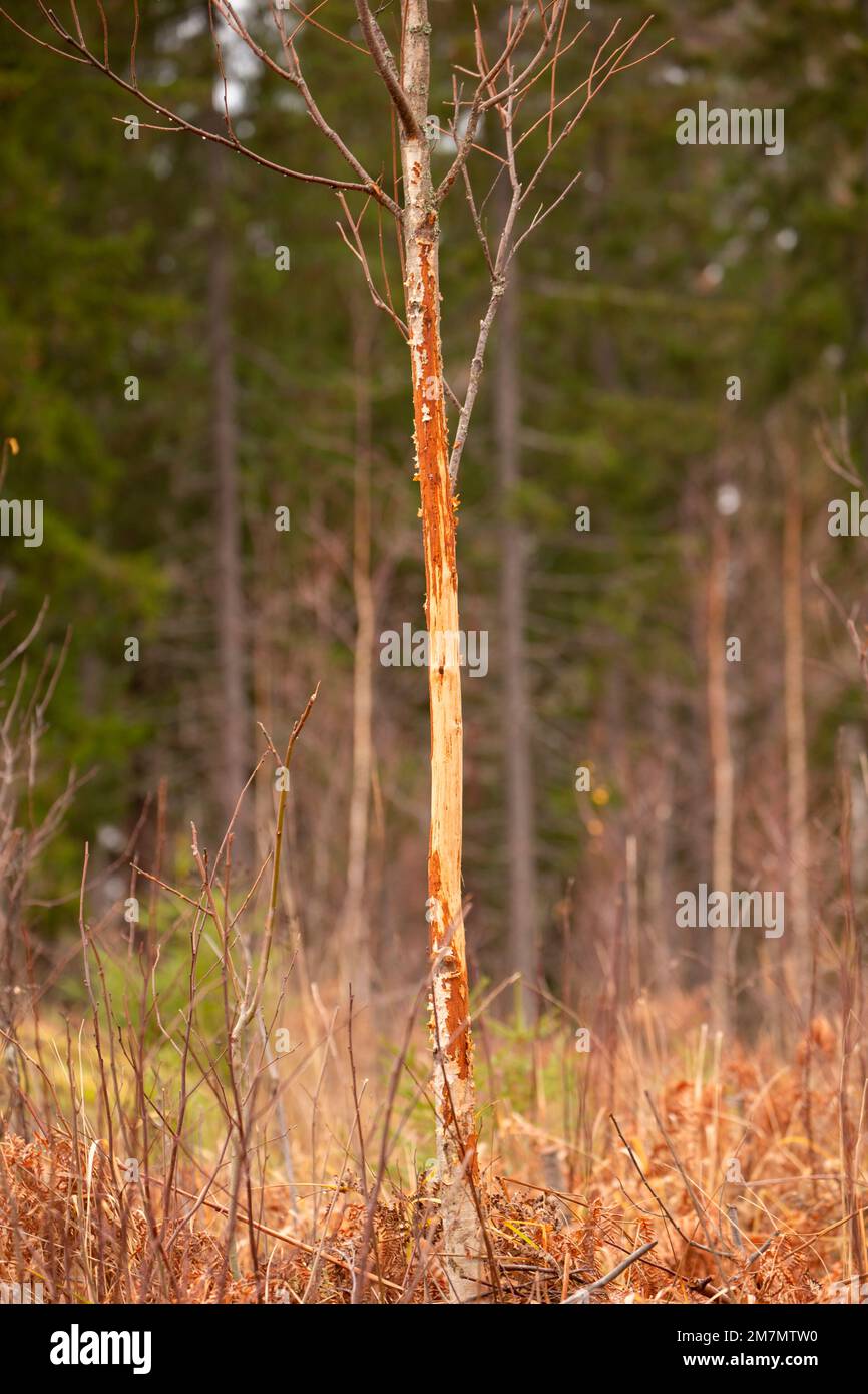A tree damaged by a deer animal, forest, autumn Stock Photo - Alamy