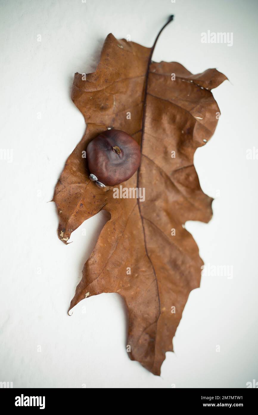 Autumn leaf with chestnut man Stock Photo - Alamy