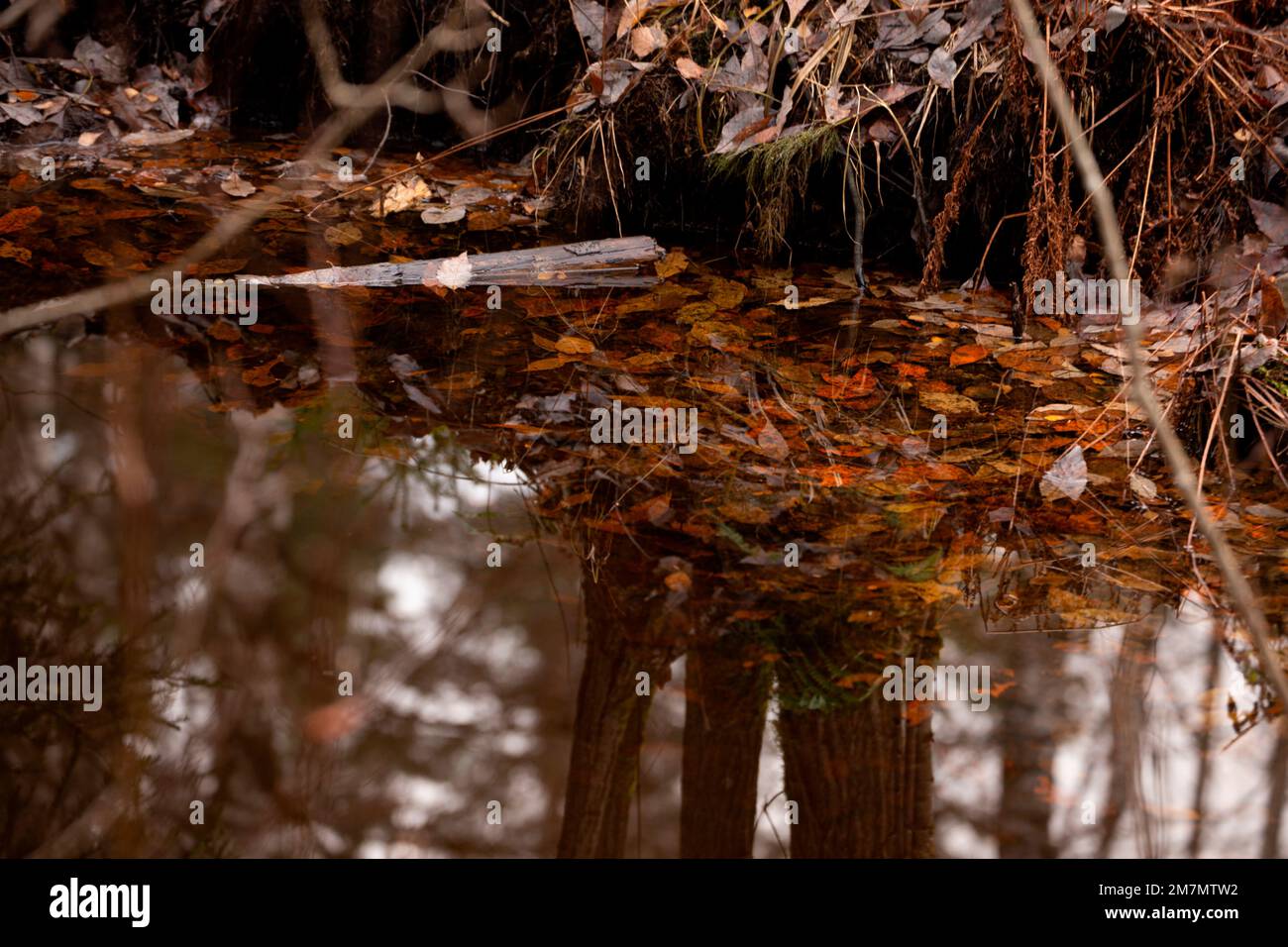 A river in the forest, a beautiful reflection of tree trunks and of the ...