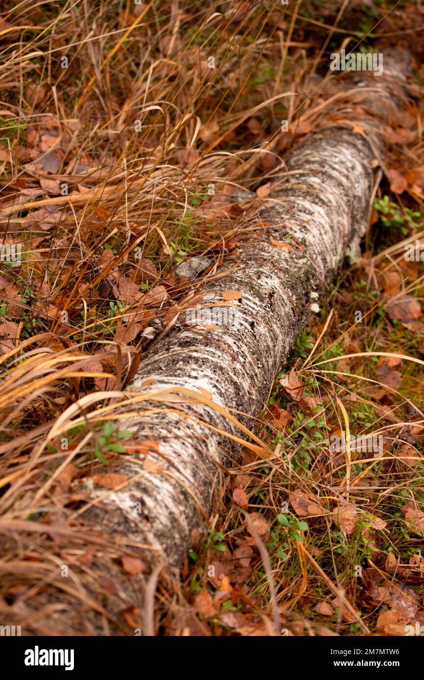 Fallen tree, birch trunk, fall color forest ground, autumn scene Stock ...