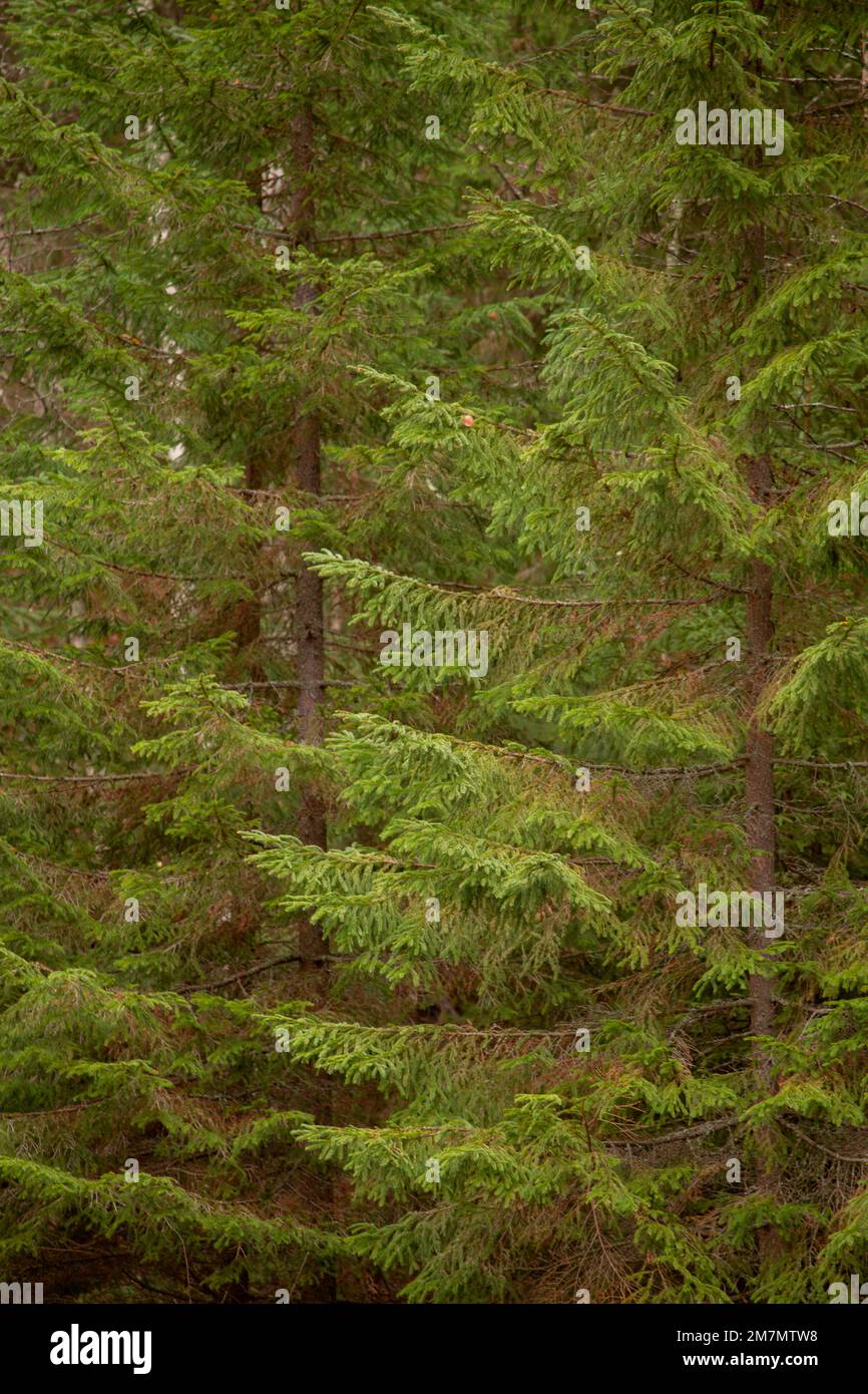 Up into the trees hi-res stock photography and images - Alamy