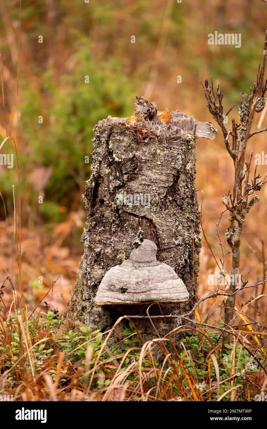 Tinder Fungus (Fomes fomentarius) grows on the side of stump, old ...