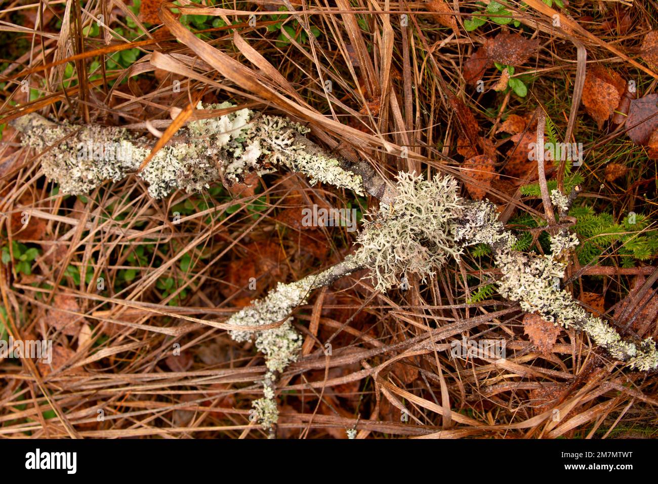 Tree branch covered in lichen Stock Photo - Alamy