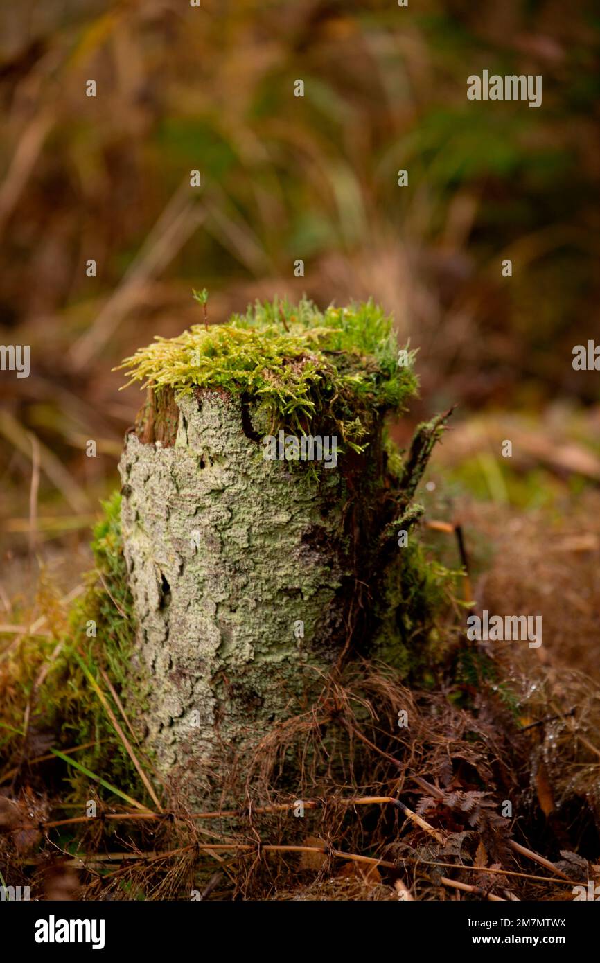 Old forest stump covered hi-res stock photography and images - Alamy
