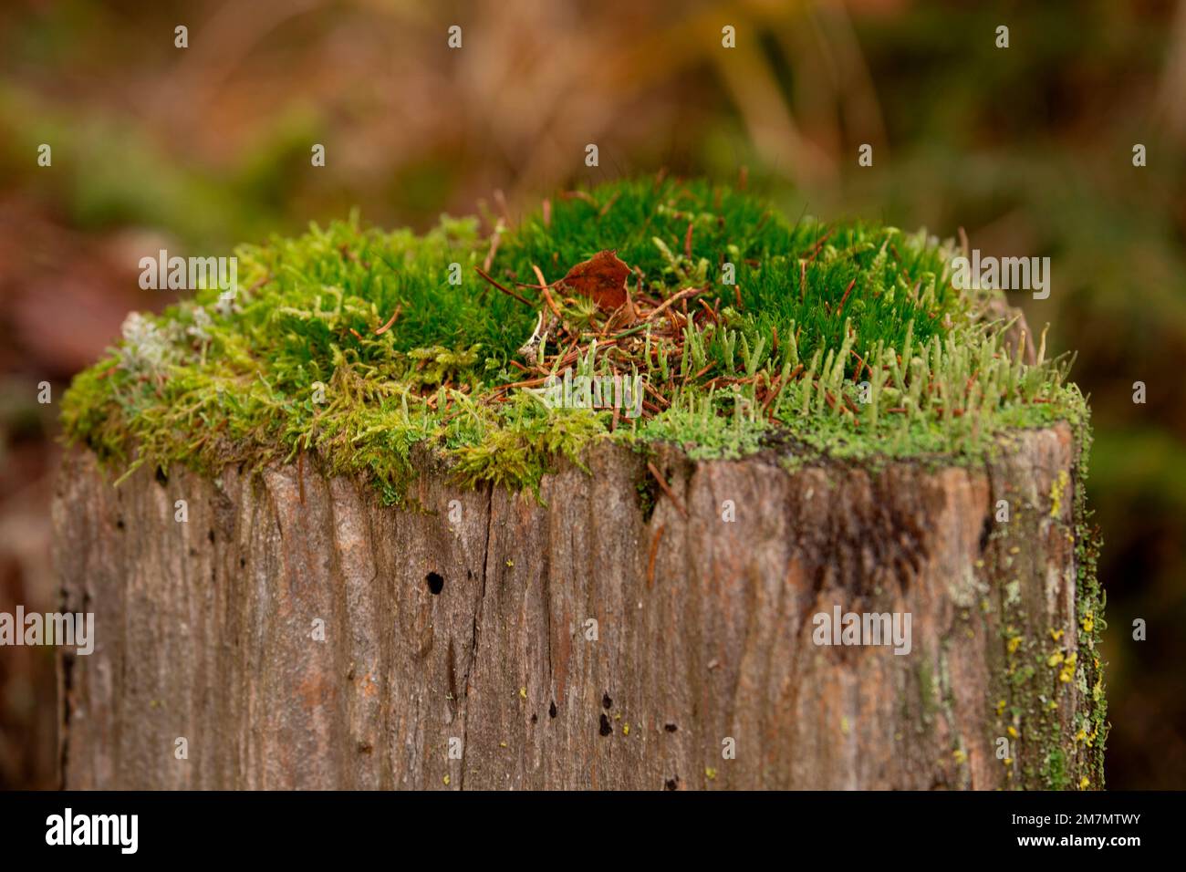 Old stump covered moss hi-res stock photography and images - Alamy