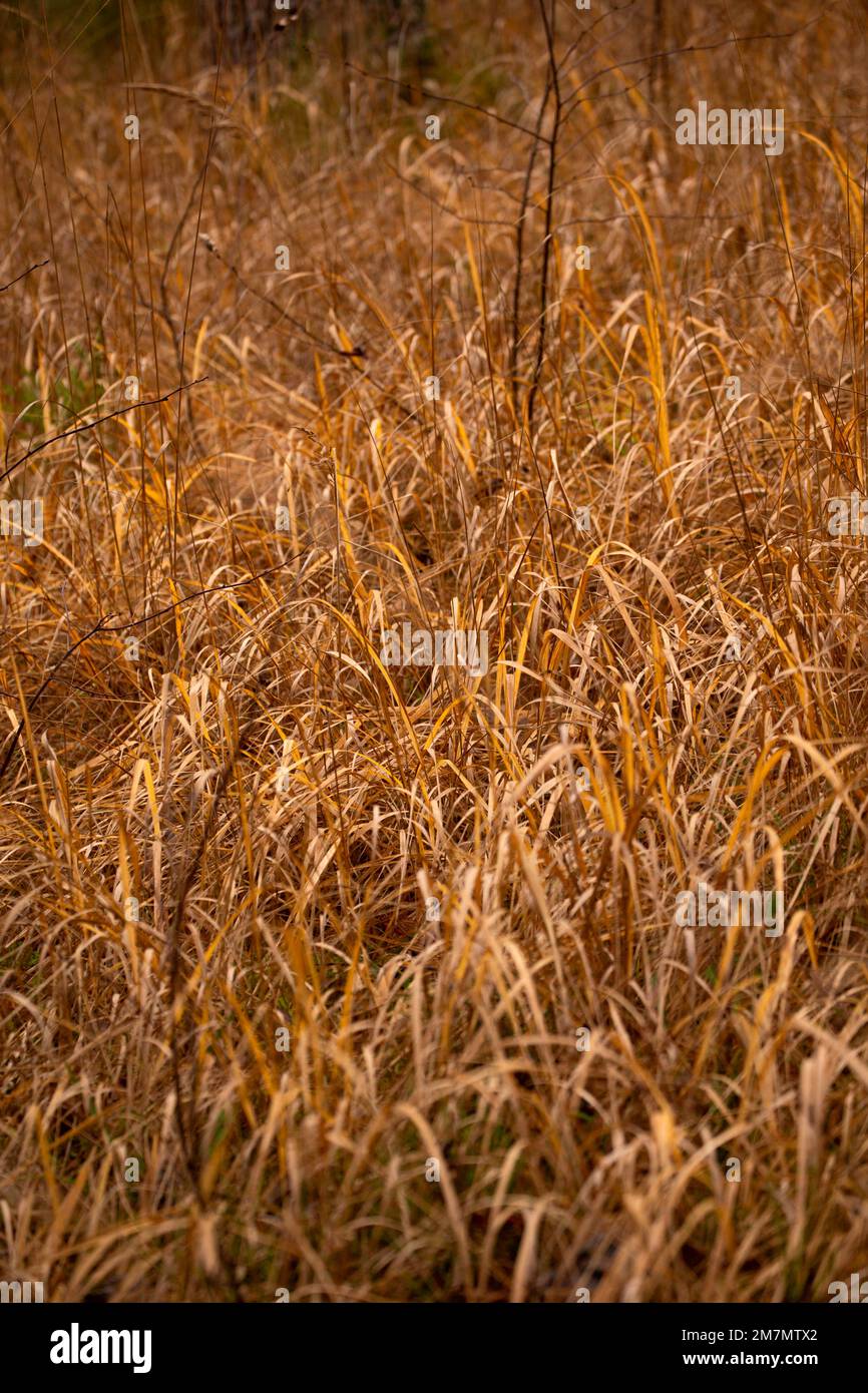 autumn grass, forest, November Stock Photo - Alamy