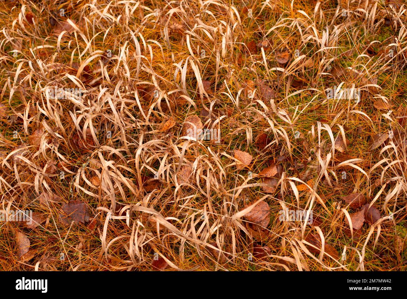 Fall color grass and leaves, autumn scene Stock Photo - Alamy