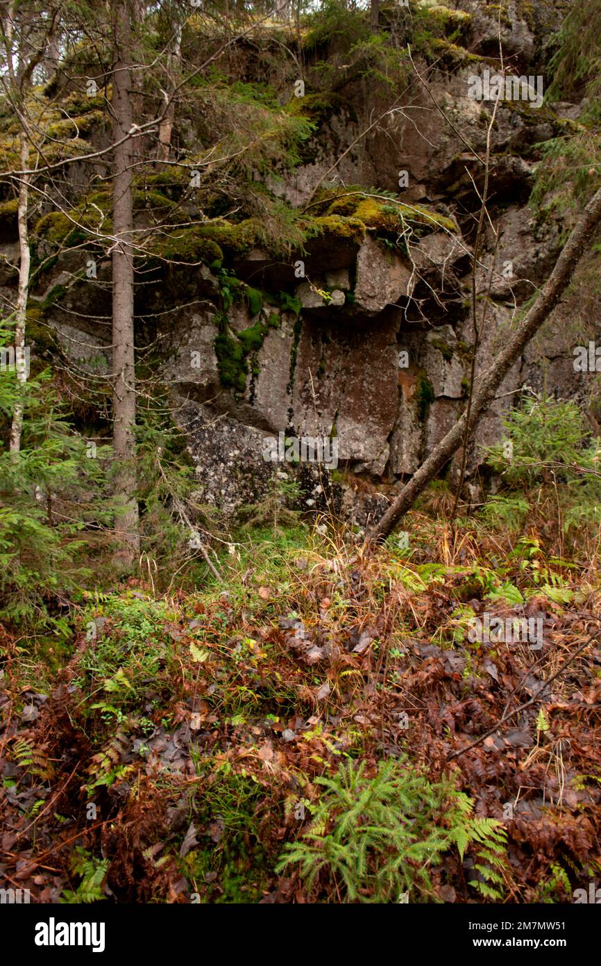 Wall forest hi-res stock photography and images - Alamy