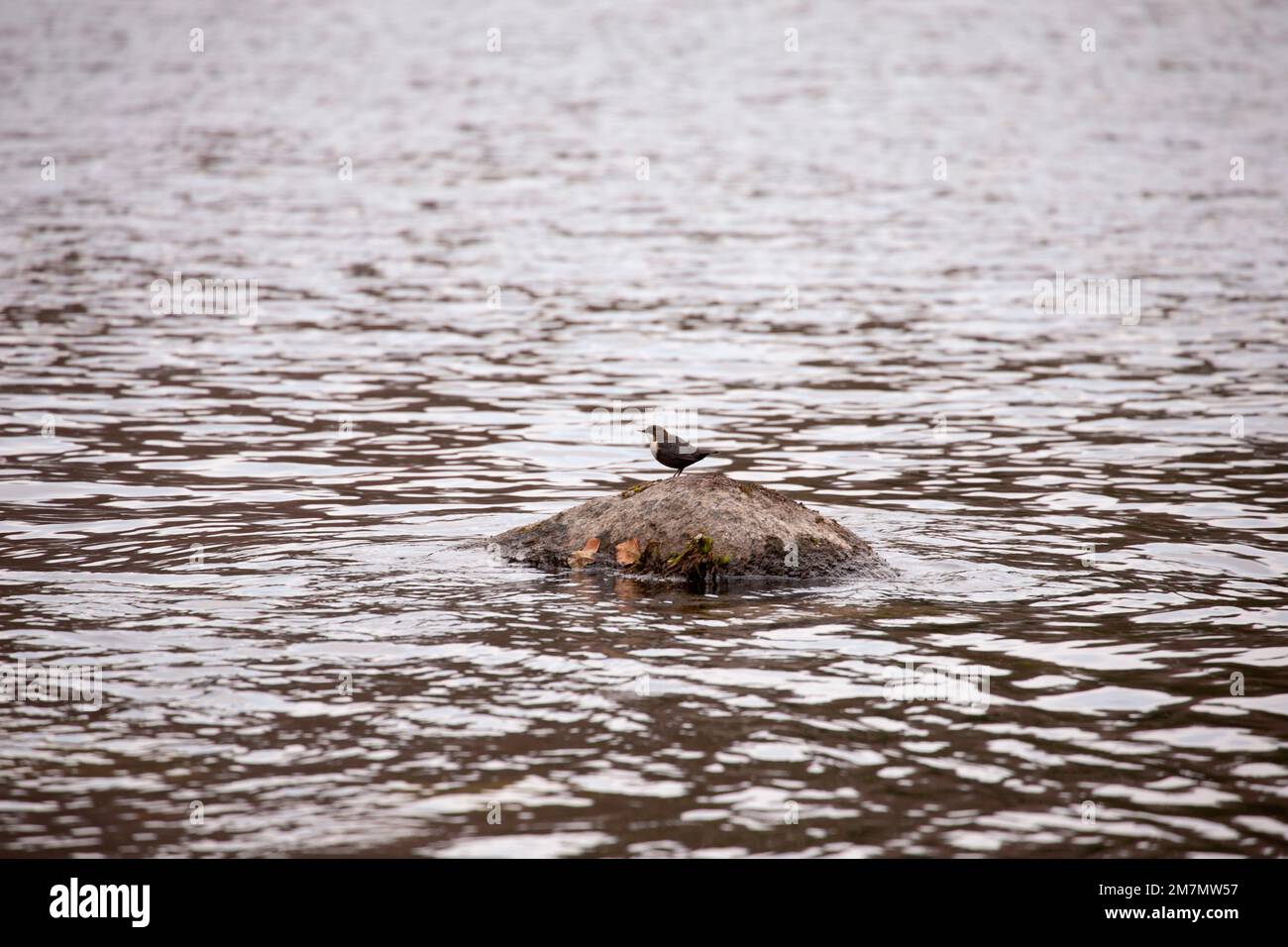 The white-throated dipper (Cinclus cinclus), European dipper, dipper on ...