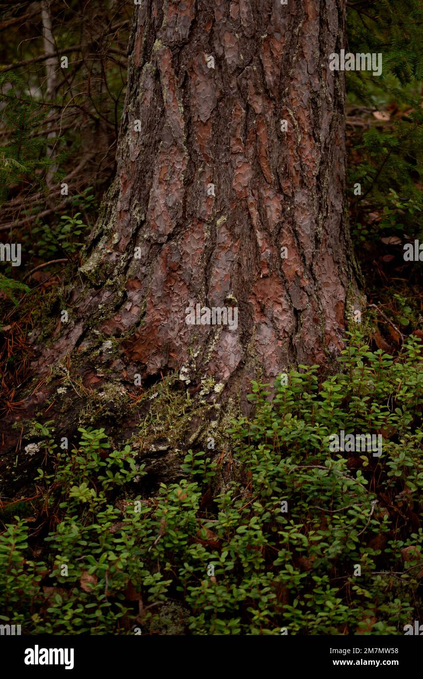 Strong angle hi-res stock photography and images - Alamy