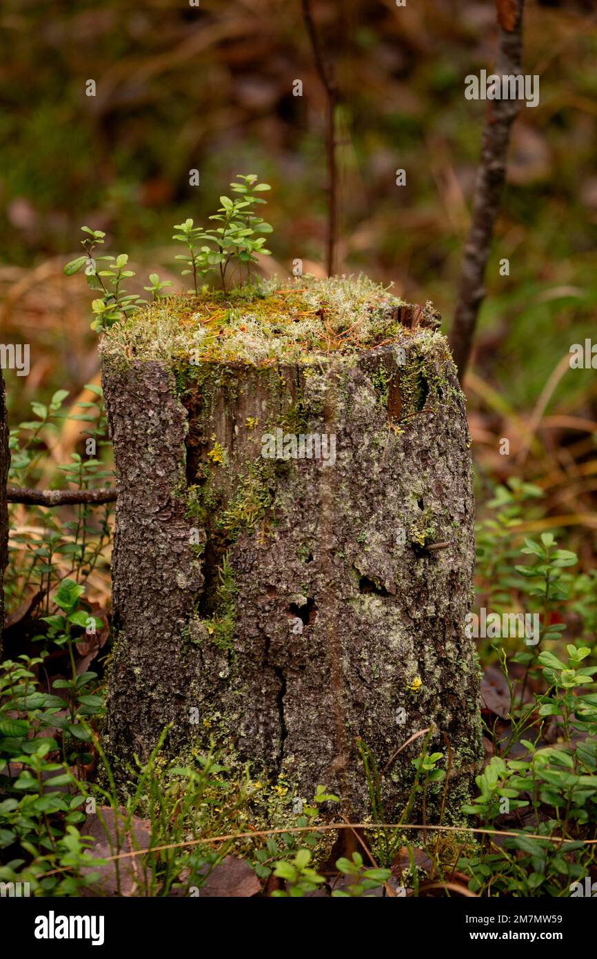 Lingonberry sprigs growing on a tree stump hi-res stock photography and ...
