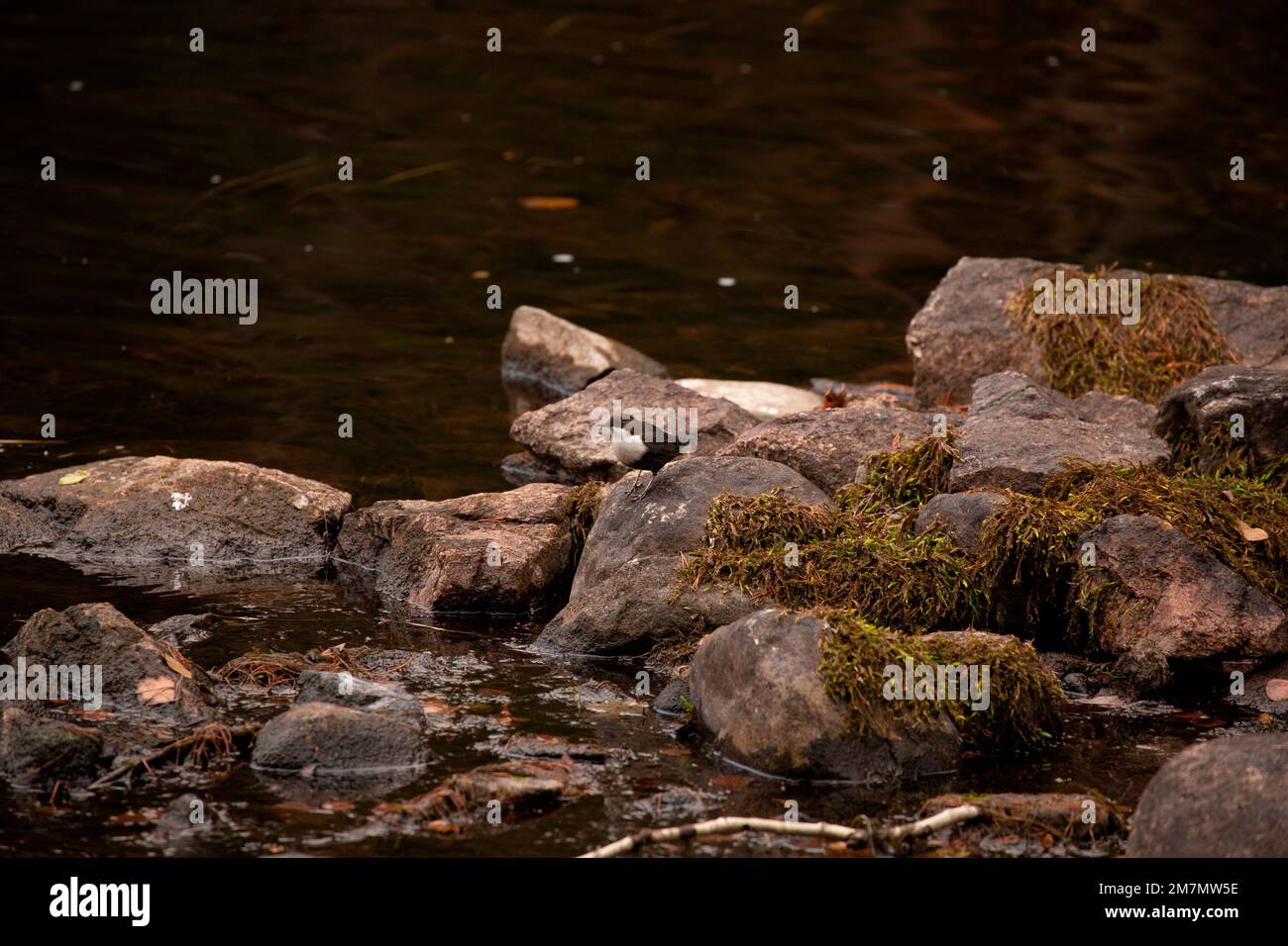 The white-throated dipper (Cinclus cinclus), European dipper, dipper on ...