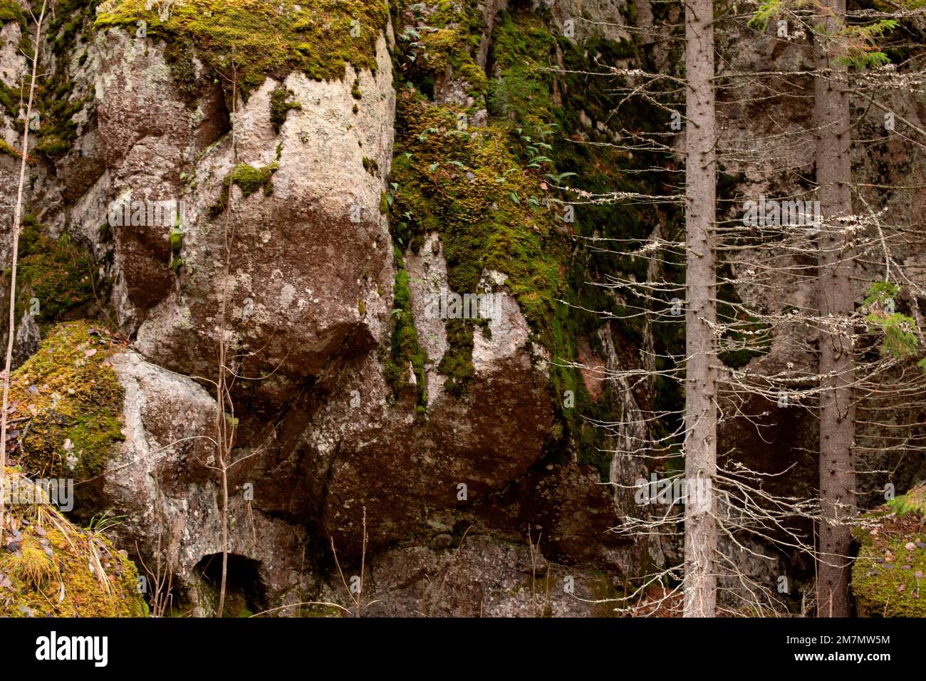 Rock wall with forest hi-res stock photography and images - Alamy