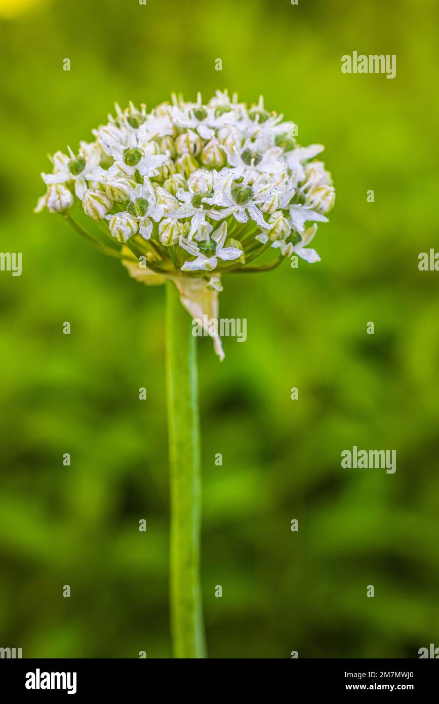 Allium, Allium giganteum, Amaryllidaceae, Amaryllis family, dewdrops ...