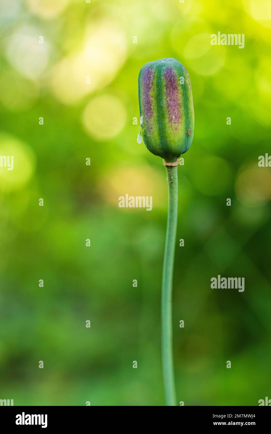 Chess flower, capsule fruit, seed pod, close up in nature, bokeh ...