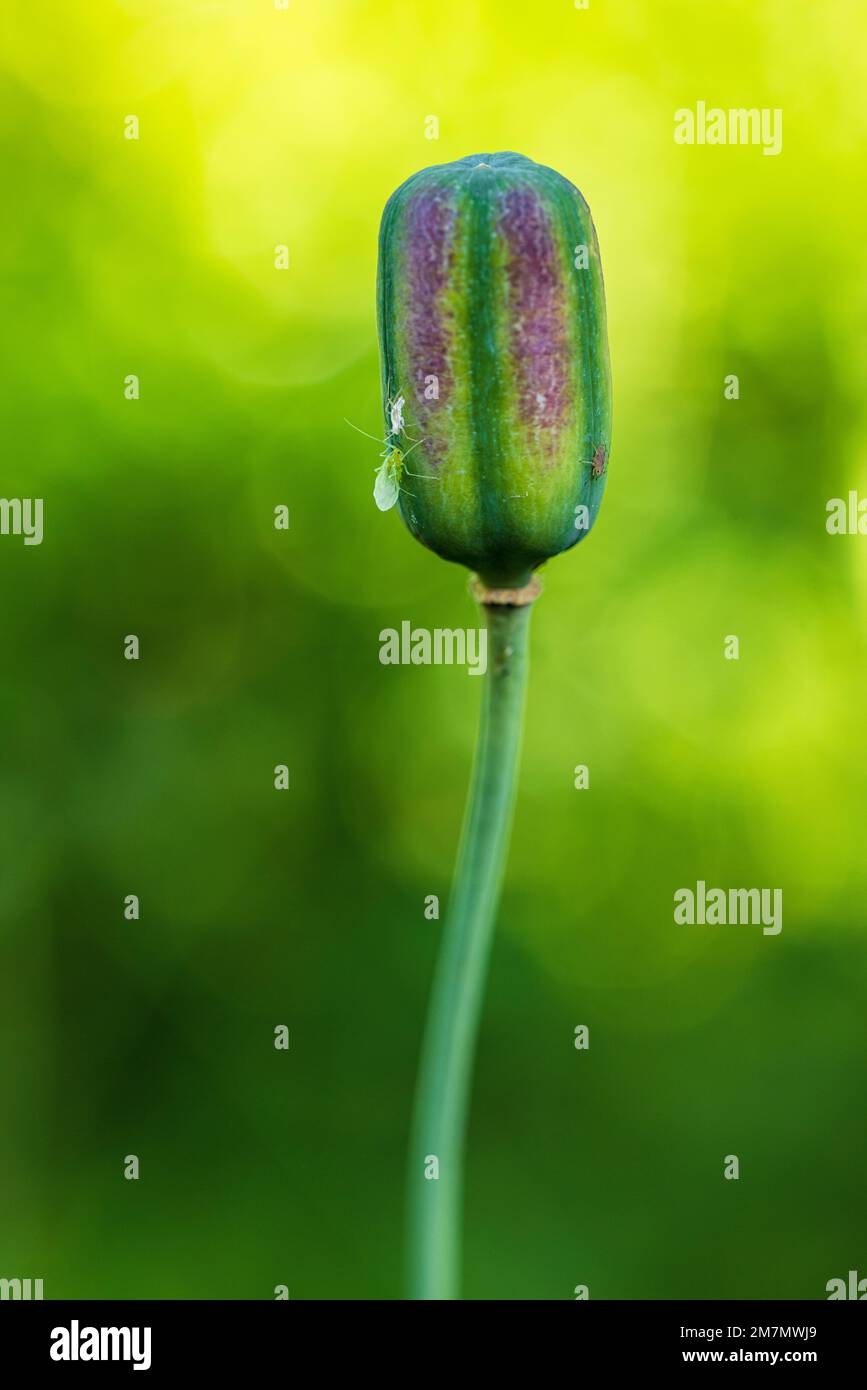 Chess flower, capsule fruit, seed pod, close up in nature, bokeh ...